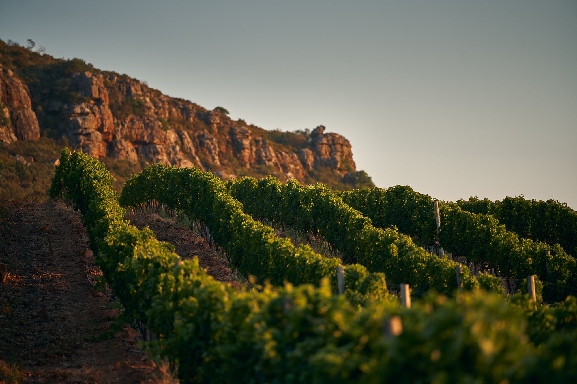 Alexander Vineyards